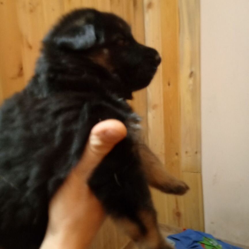 Щенки немецкой овчарки