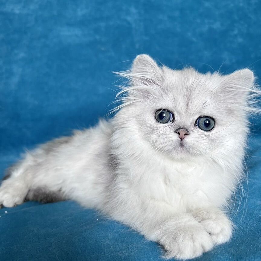 Персидская шиншилла