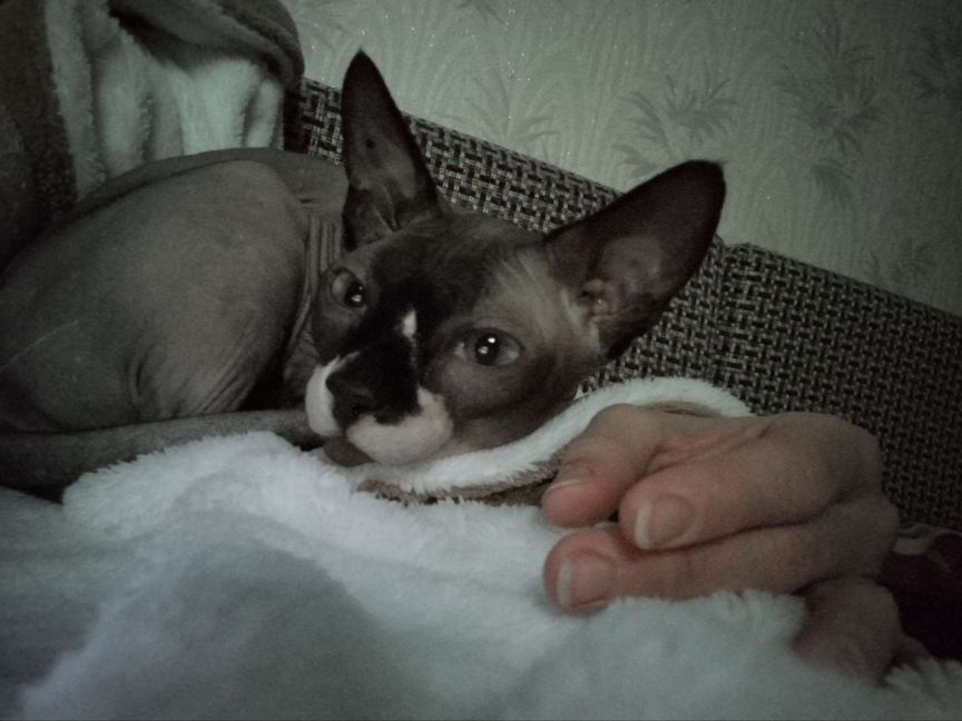 Канадский сфинкс