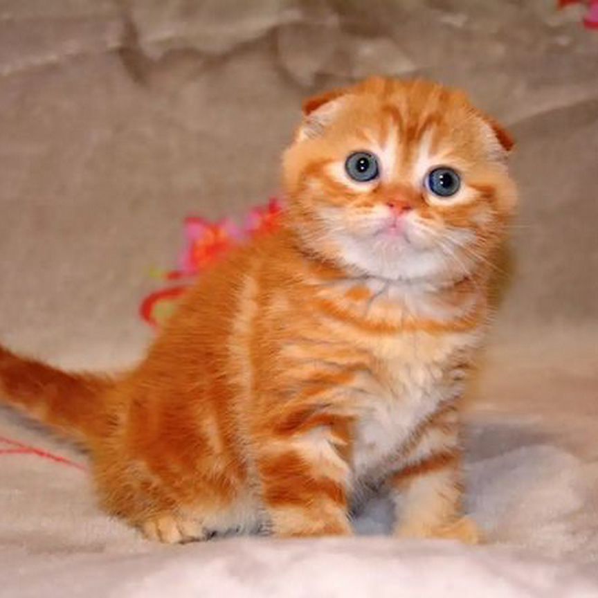 Шотландский вислоухий короткошёрстный котёнок