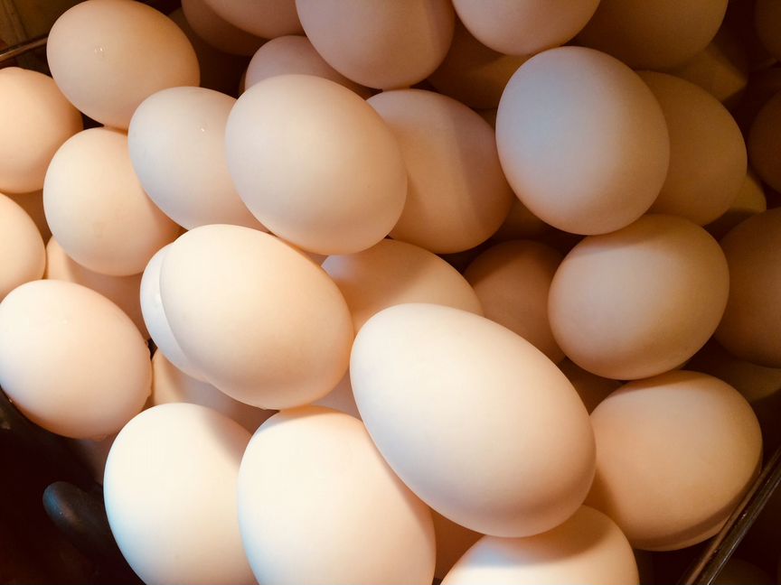 Инкубационное яйцо утки Мулард оптом