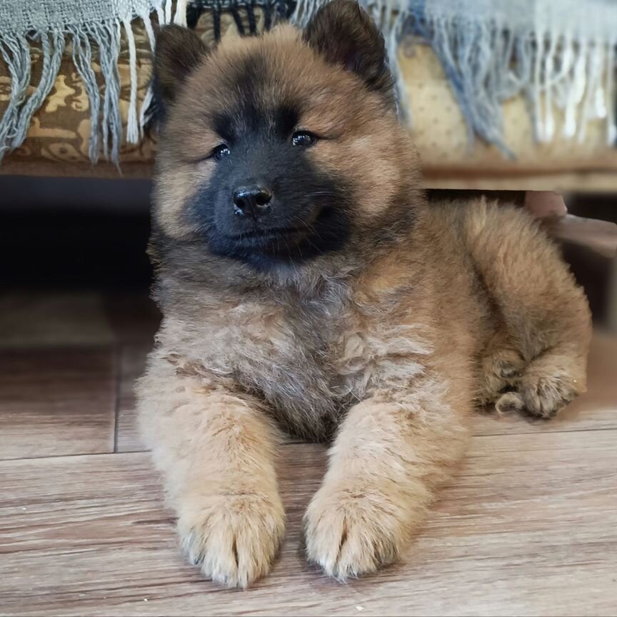 Щенки евразиера (редкие и яркие окрасы)