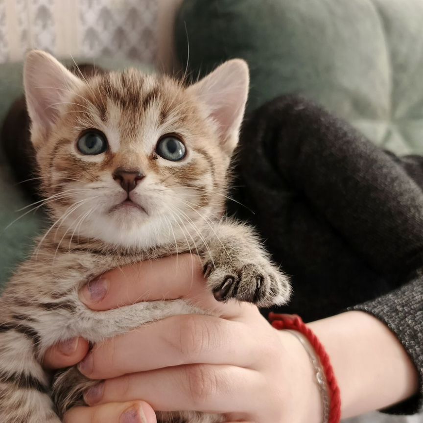 Котёнок в добрые руки