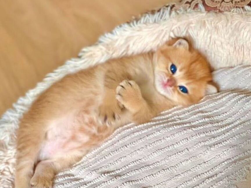 Котенок золотая шиншилла