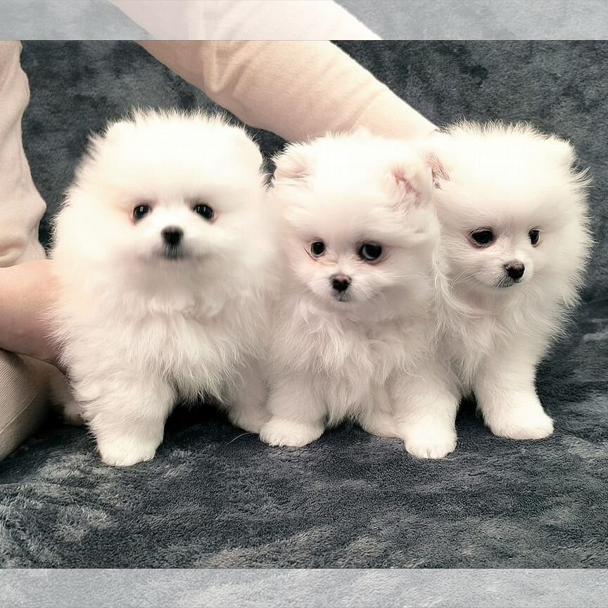 Померанский шпиц