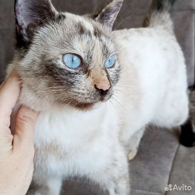 Кошечка-хаврошечка ищет дом