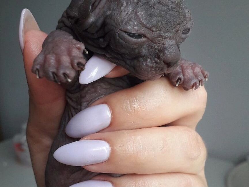 Канадский сфинкс черные