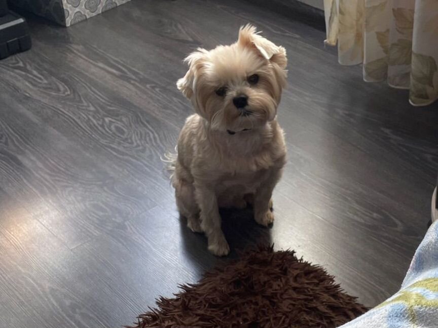 Йоркширский терьер бесплатно