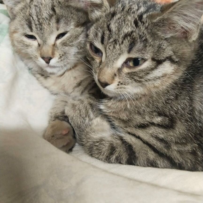 2 котенка девочки в хорошие руки