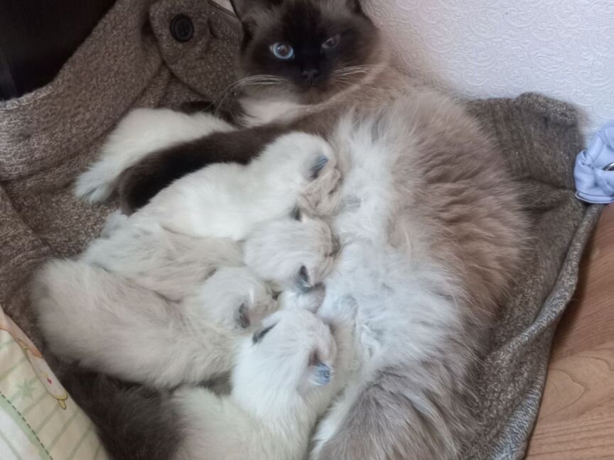 Котята Невские-Маскарадные