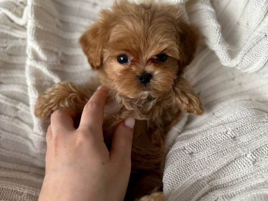 Мальтипу ф1 мини
