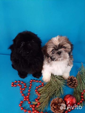 Шит-цу малыши