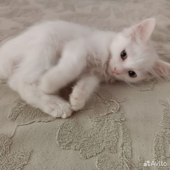 2 милые кошечки в добрые руки