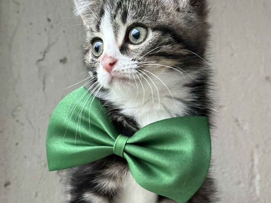 Котенок 2 месяца мраморный белый