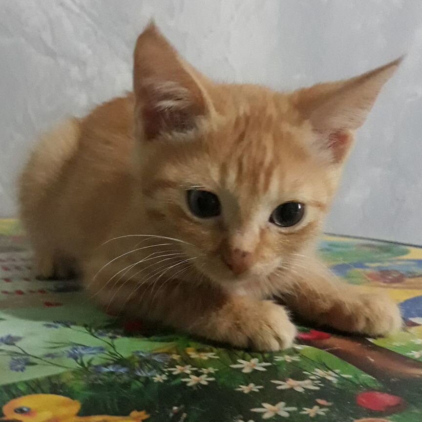 Рыжее счастье