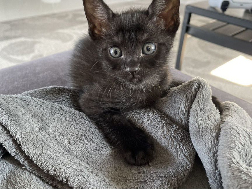 Котята в добрые руки даром