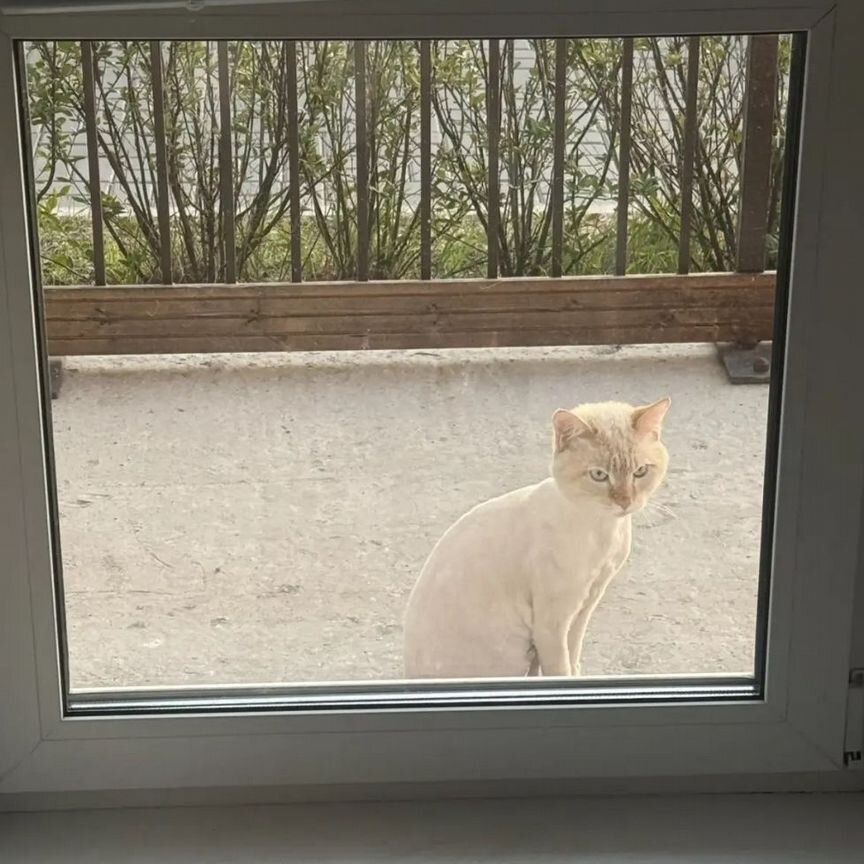 Взрослая, кошка в добрые руки