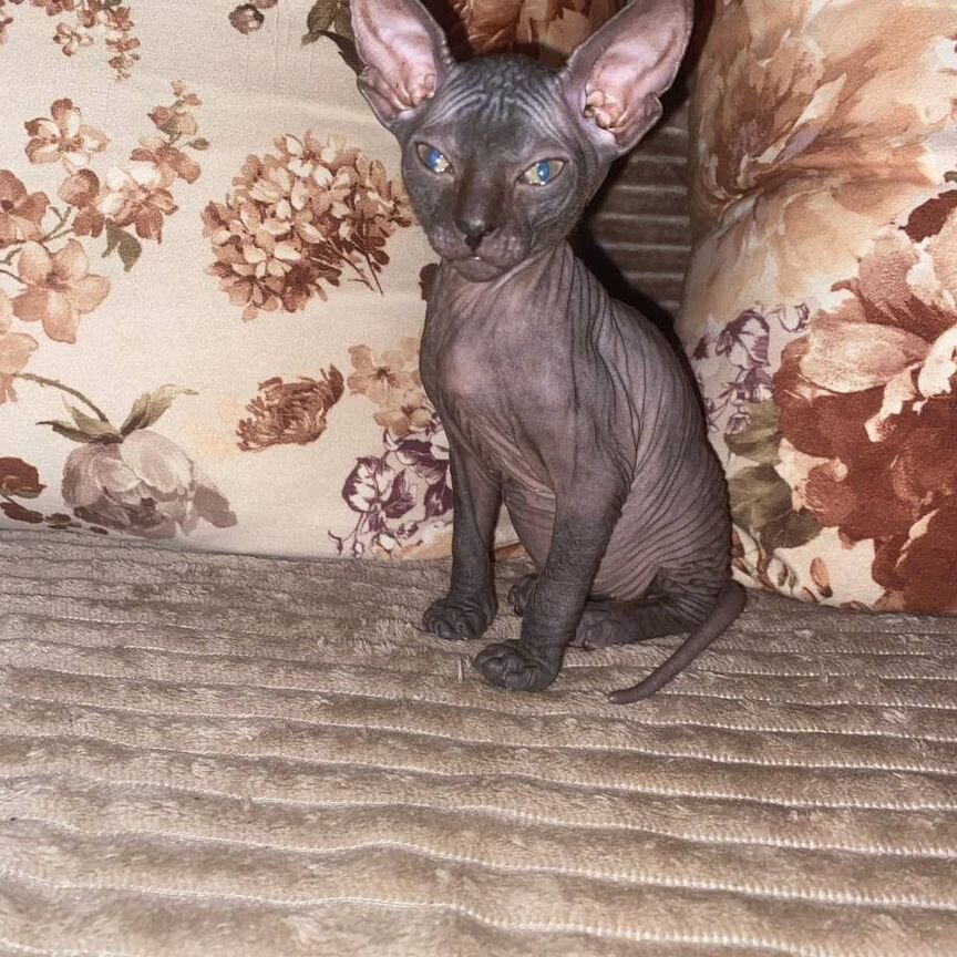 Канадский сфинкс котёнок