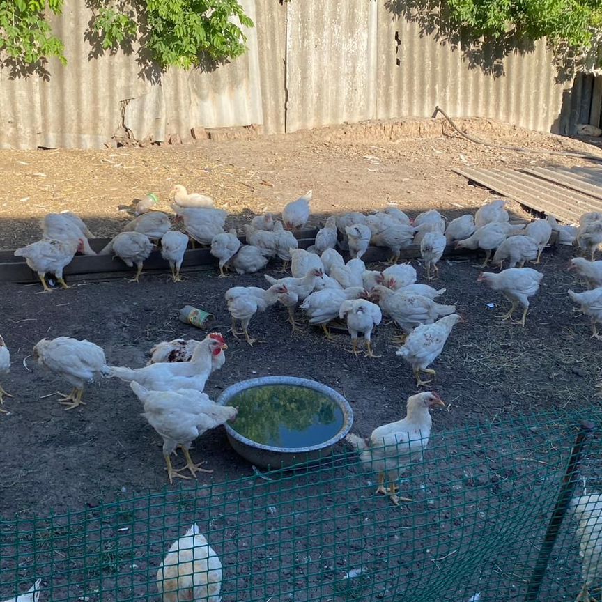 Питушков на мяса