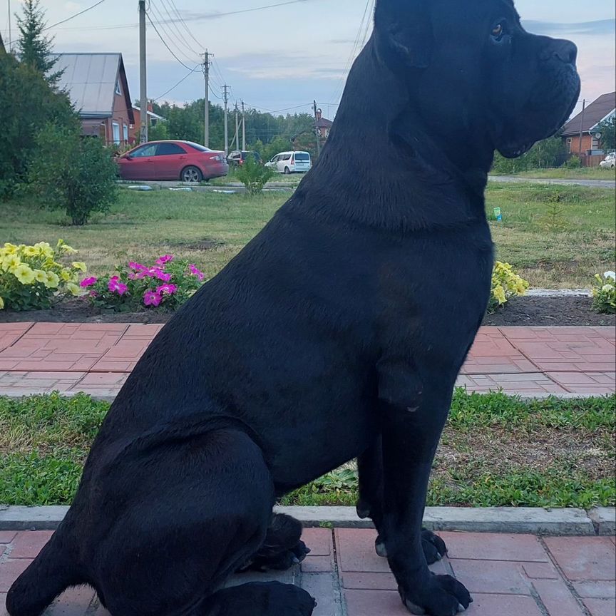 Кане Корсо вязка