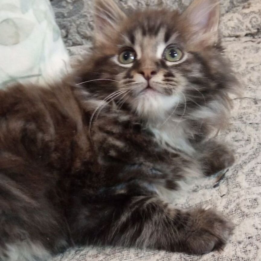 Мейн-кун котёнок