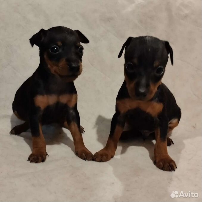 Цвергпинчера малыши с родословной