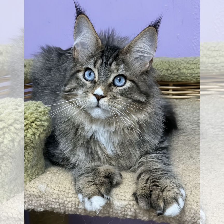 Мейн-кун котёнок