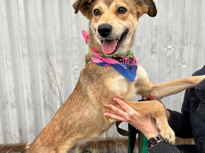 Контактная Найда