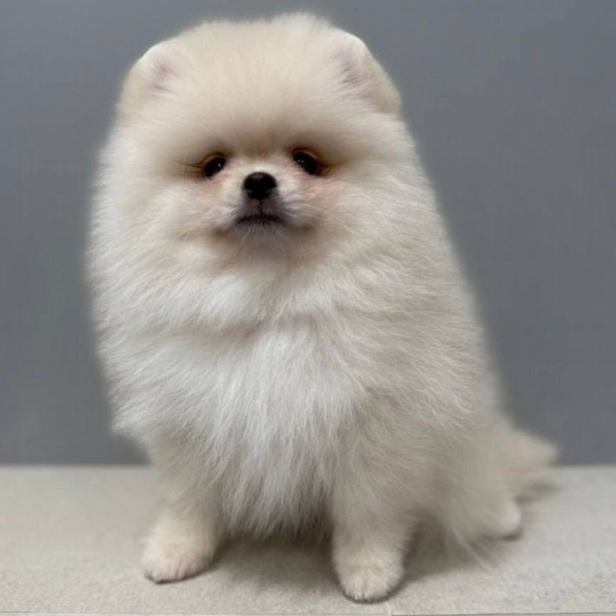 Померанский шпиц, щенок