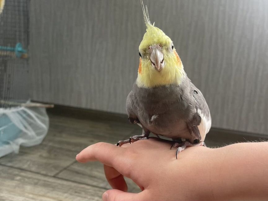 Попугаи кореллы мальчики