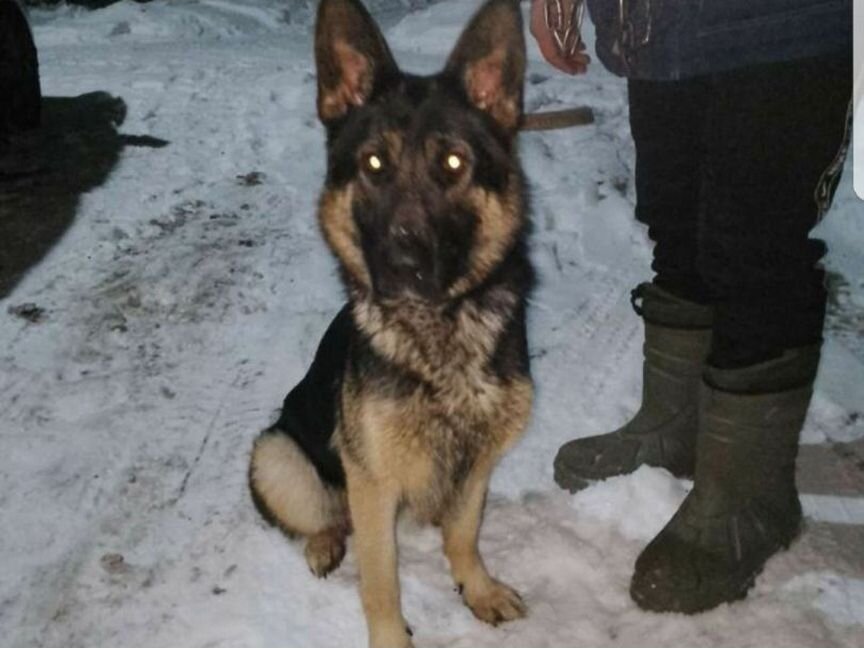 Щенки немецкой овчарки