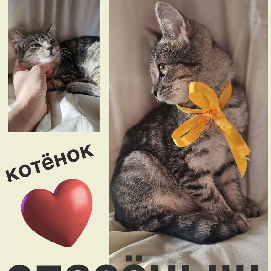 Котенок друг