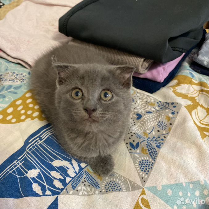 Кастрированная кошка бесплатно