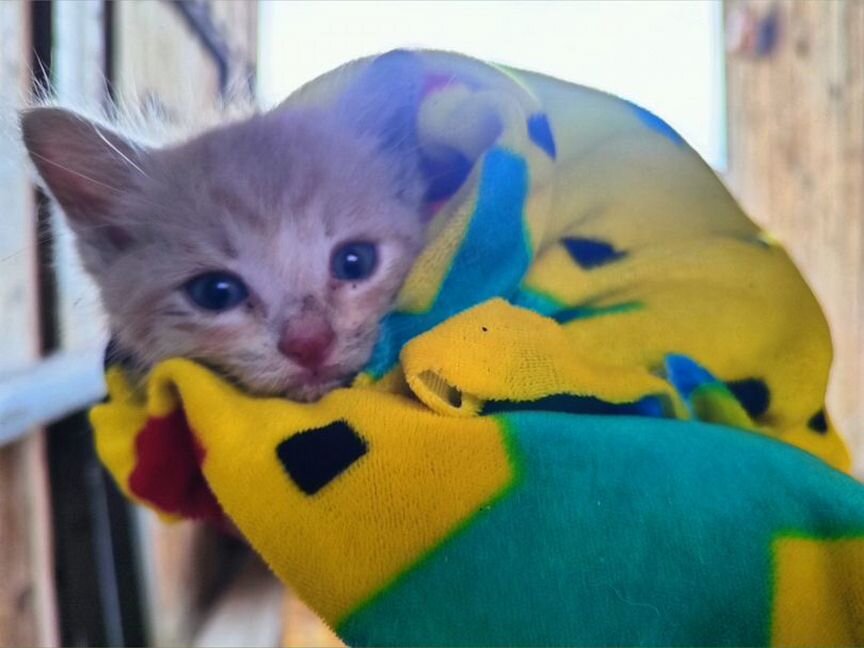 Отдадим малыша в добрые ручки