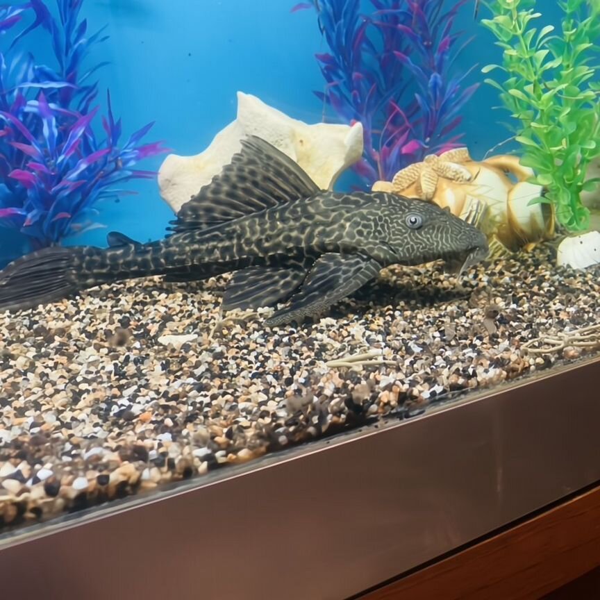 Аквариумные рыбки сомы