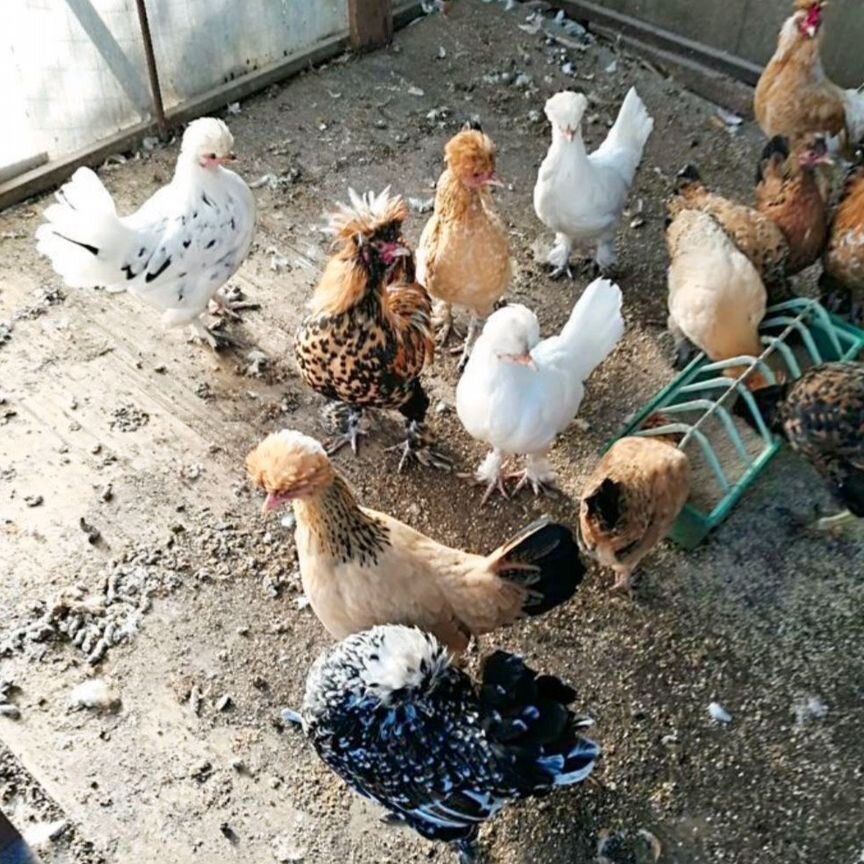 Инкубационное яйцо алтайской бентамки