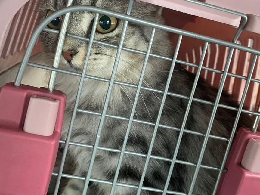 Кошечка Маруся мраморного окраса