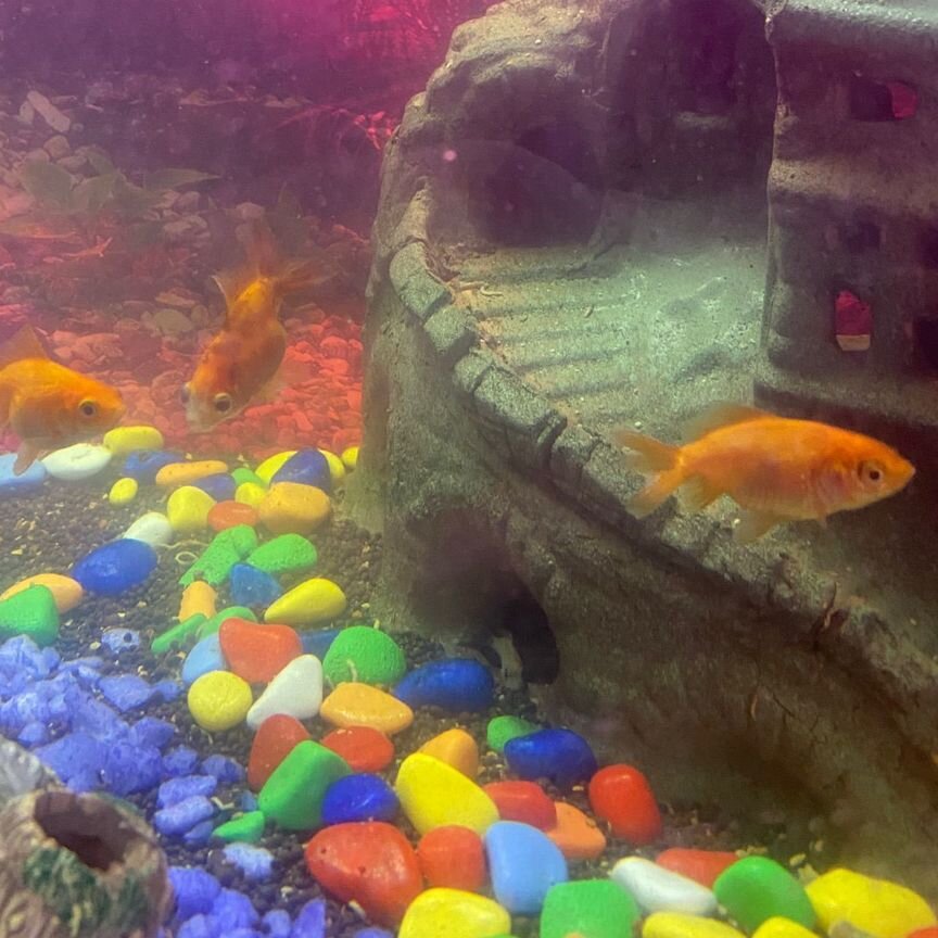 Золотые рыбки обмен