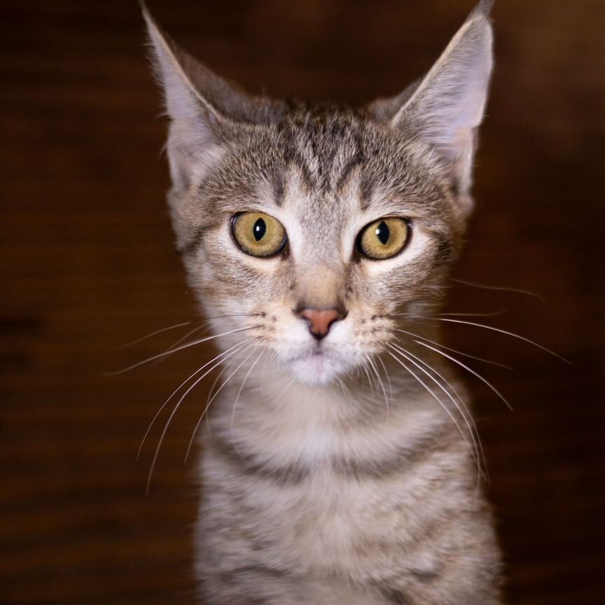 Котенок мальчик ищет дом