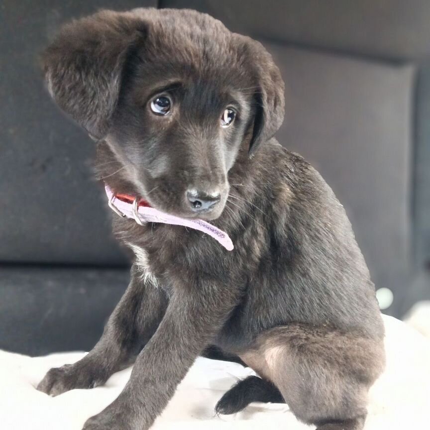 Милый щенок ищет дом, привезу