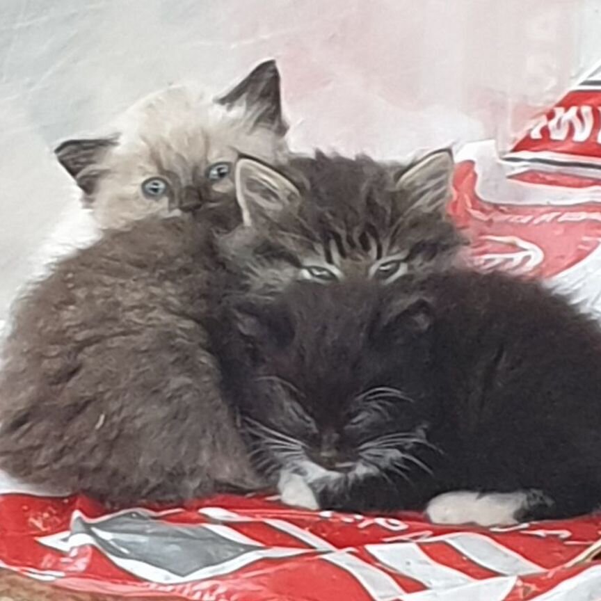 Роскошные котята-дворняги одного помета