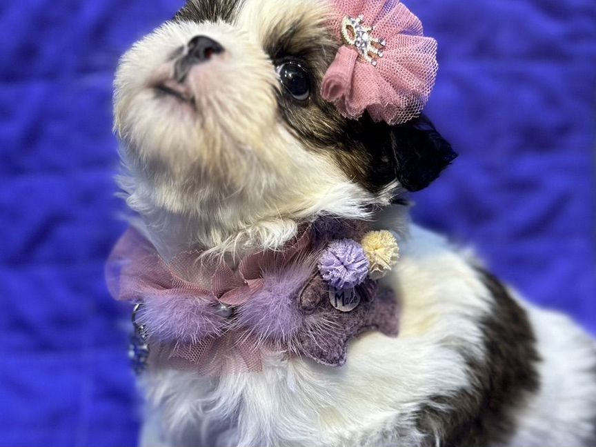 Ши-тцу мини, мальчик