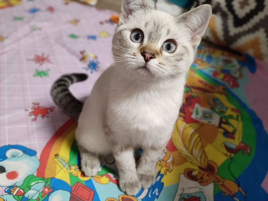 Шотландские прямоухие котята