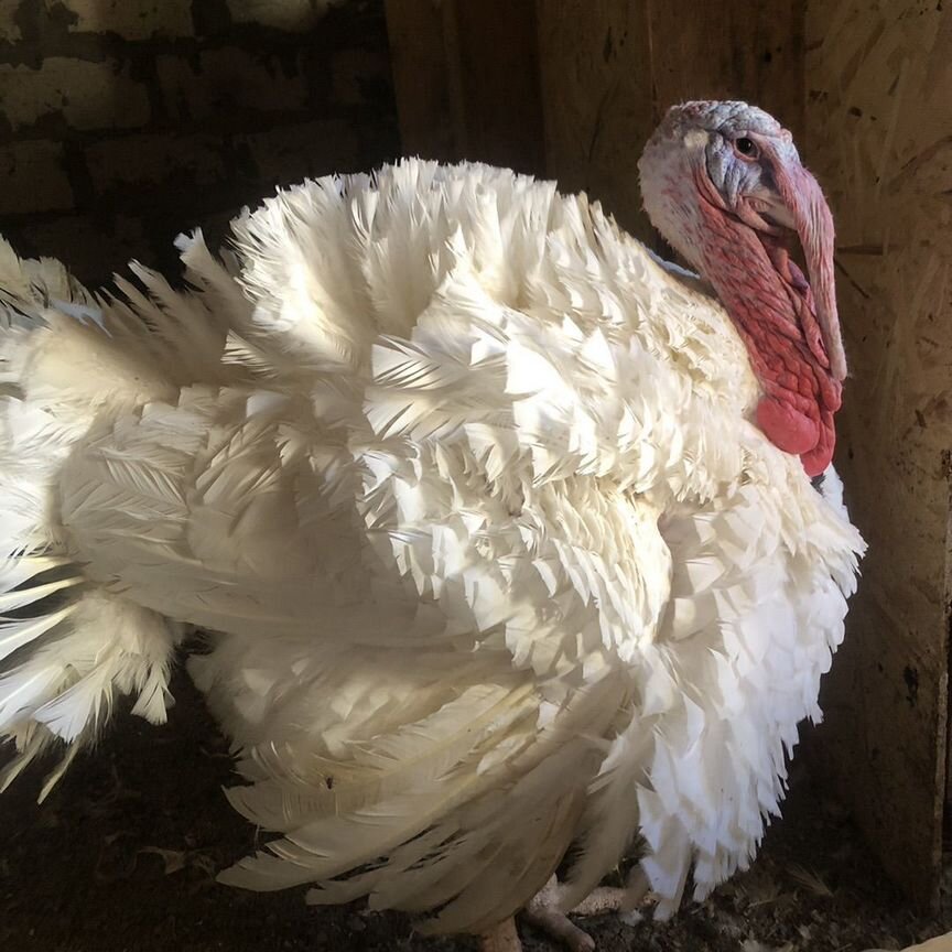 Мясо индейки