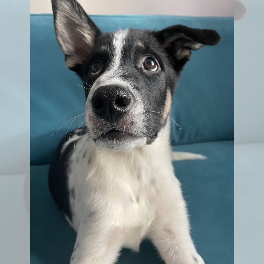 Щенок в добрые руки