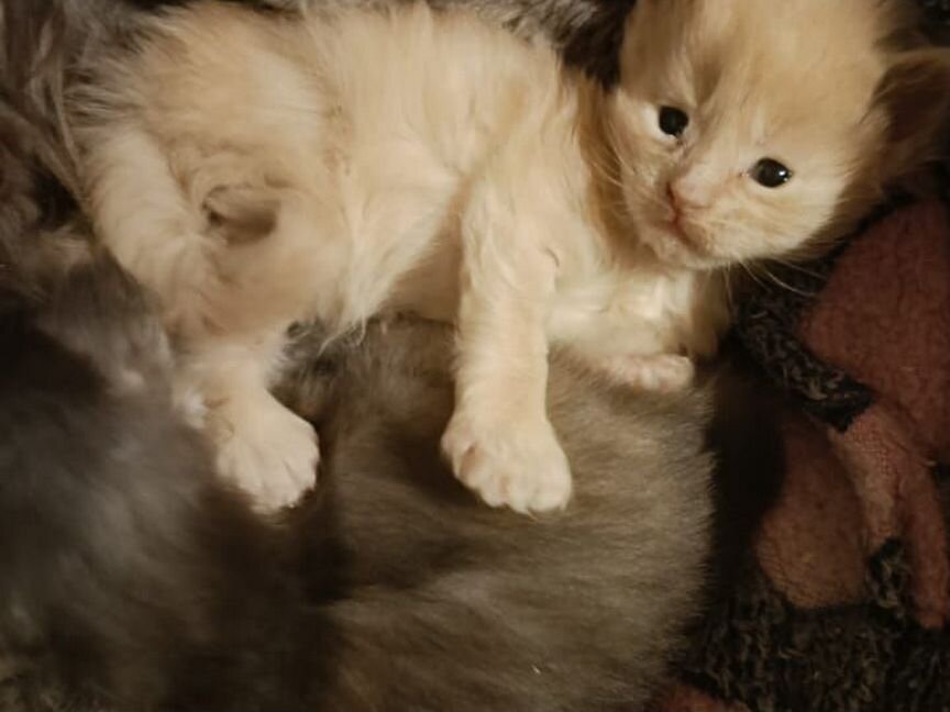 Котята мейн-кун