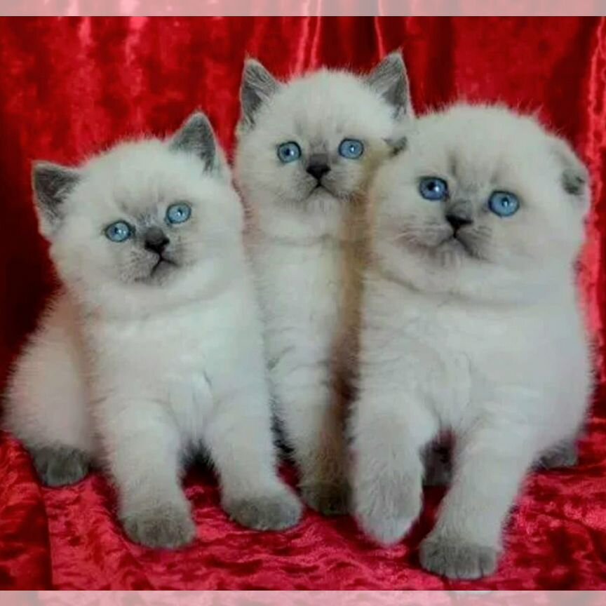 Шикарные плюшки) Сил Пойнт