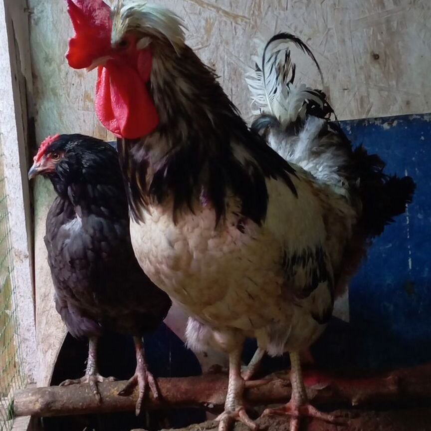 Петух русско-хохлатый