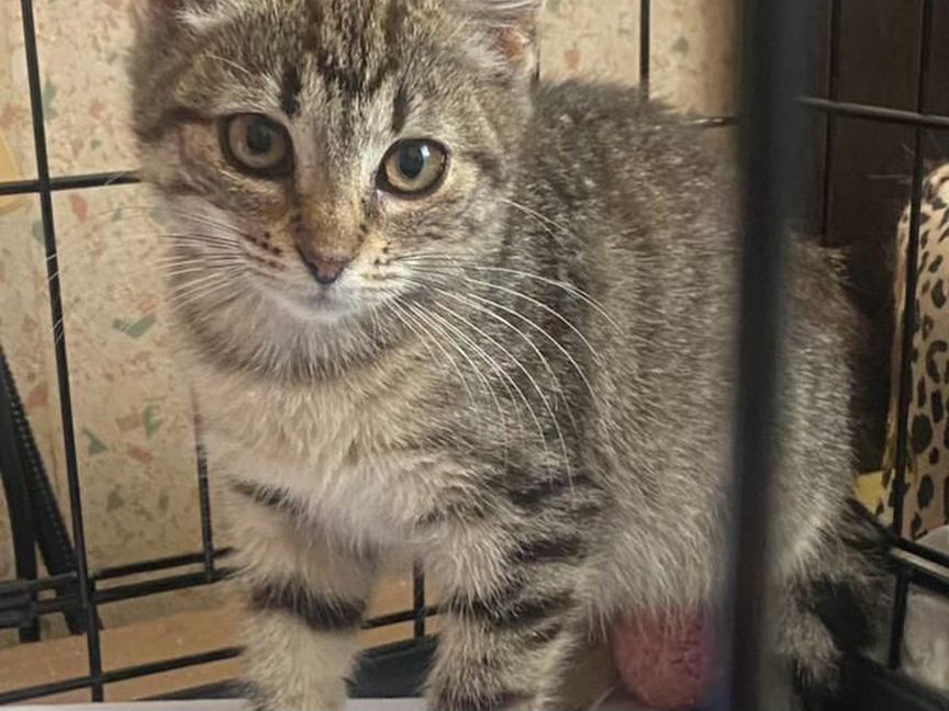 Котёнок Рыся около 3 месяцев