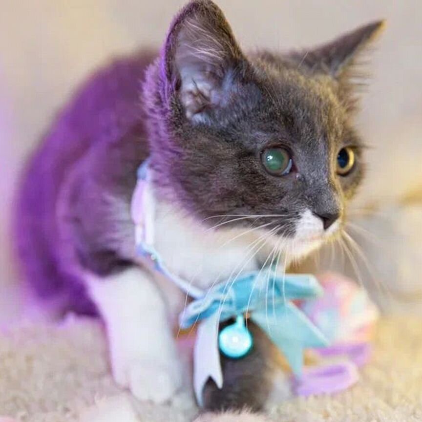 Котёнок в добрые руки